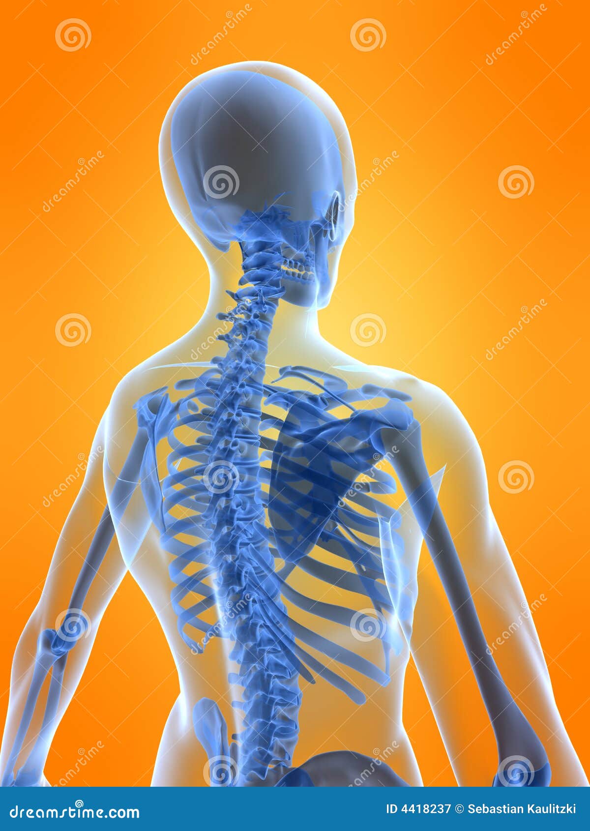 Human skeletal back stock illustration. Illustration of arthritis - 4418237