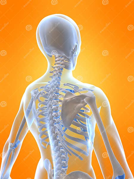 Human skeletal back stock illustration. Illustration of biological ...
