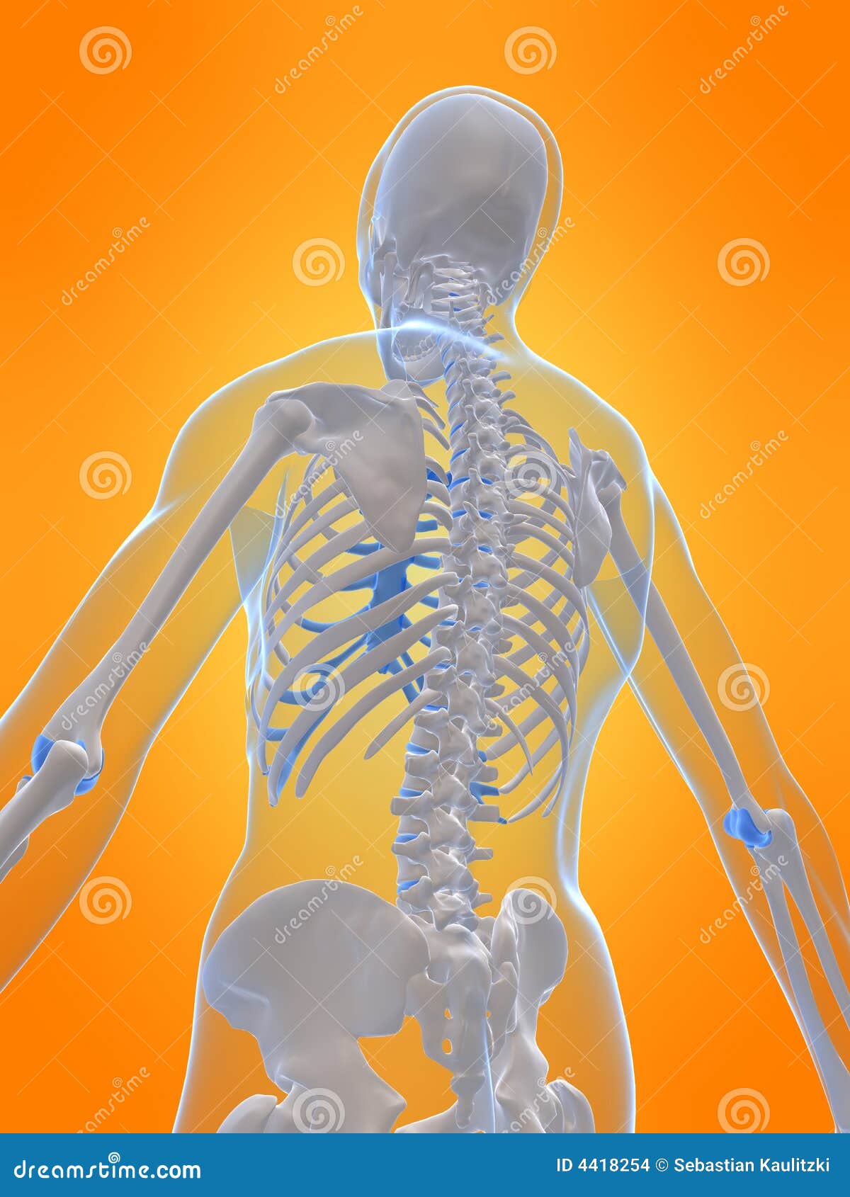 Human skeletal back stock illustration. Illustration of xray - 4418254