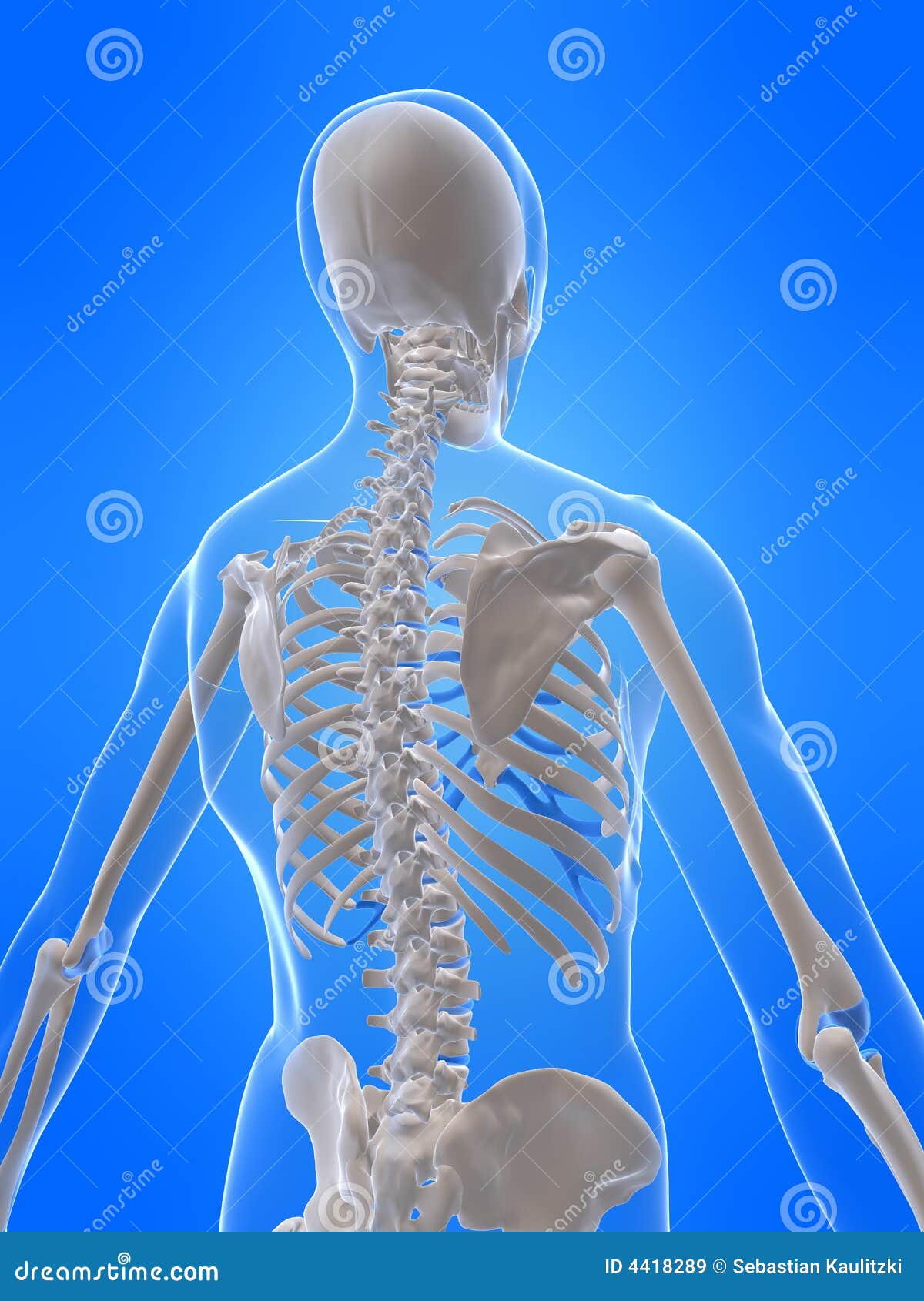 Human skeletal back stock illustration. Illustration of bones - 4418289