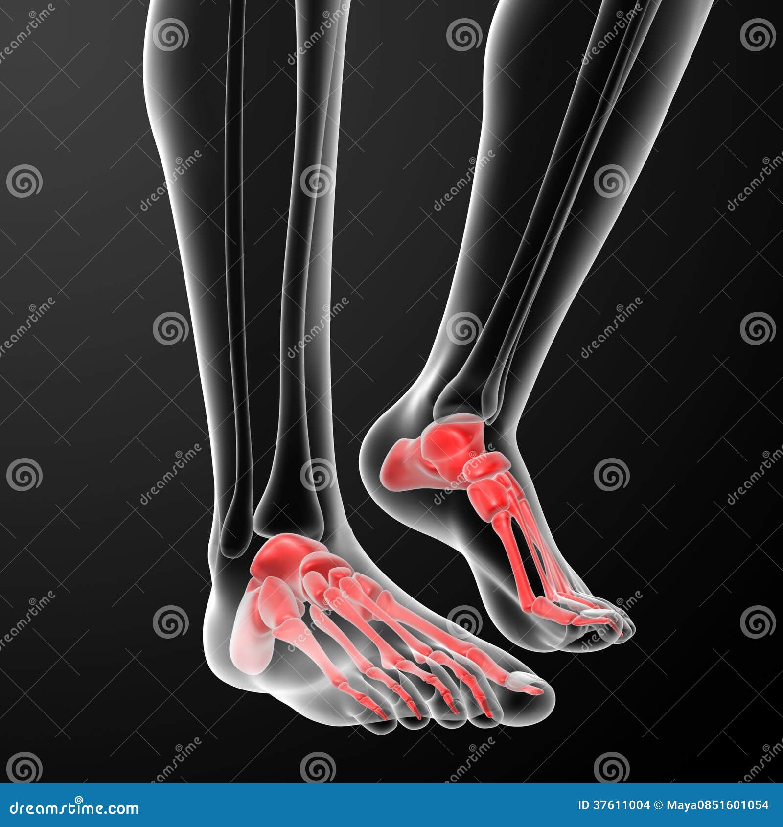 Human Skeletal Feet stock illustration. Illustration of fibula - 37611004
