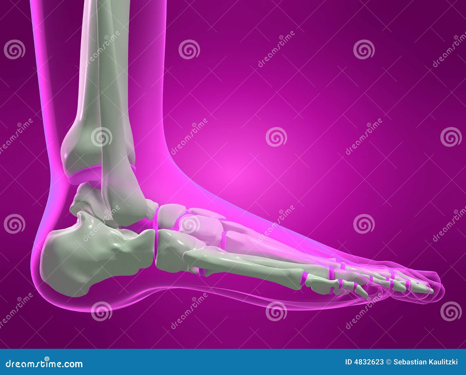 Human Skeletal System - Axial Bones Royalty-Free Stock Photo ...