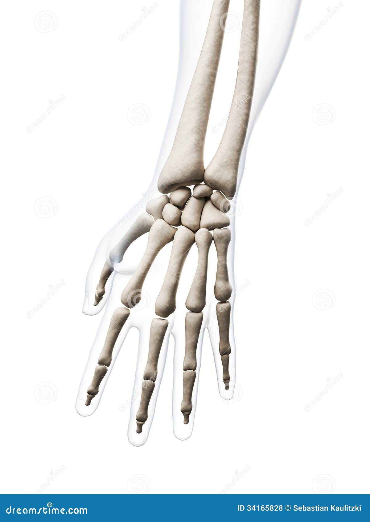 Human skeletal hand stock illustration. Illustration of white - 34165828