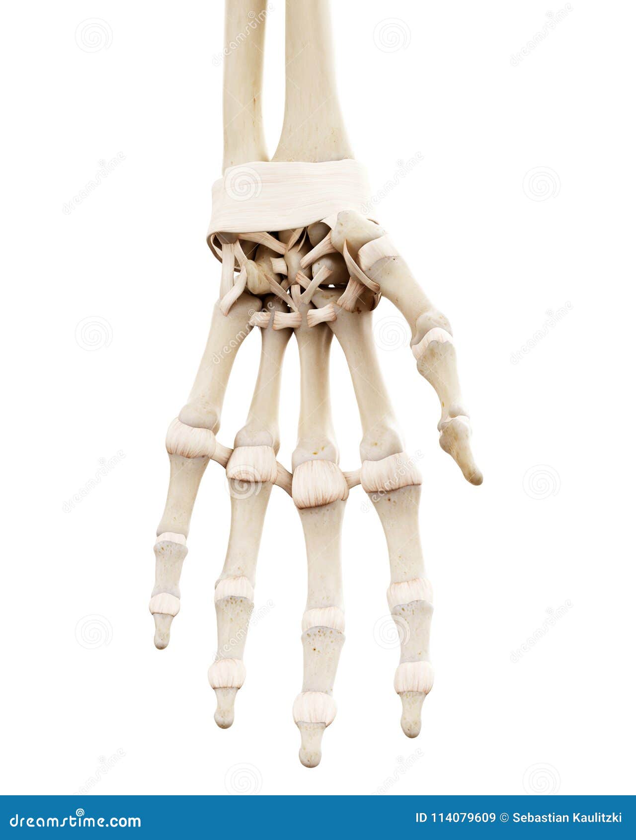 The human skeletal hand stock illustration. Illustration of medically ...