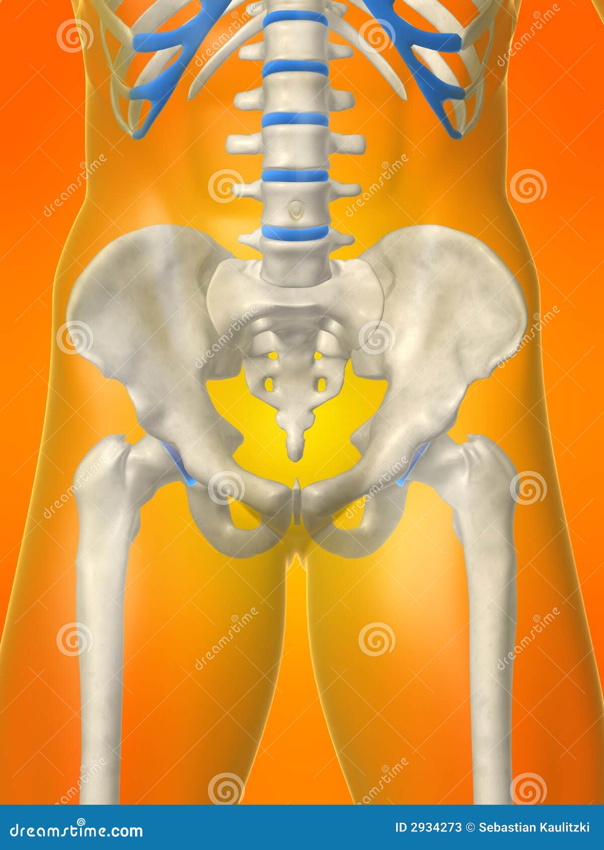 Human skeletal hips stock illustration. Illustration of chest - 2934273