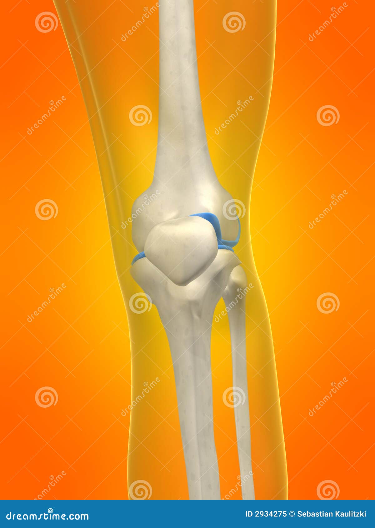 Human skeletal knee stock illustration. Illustration of anatomy - 2934275