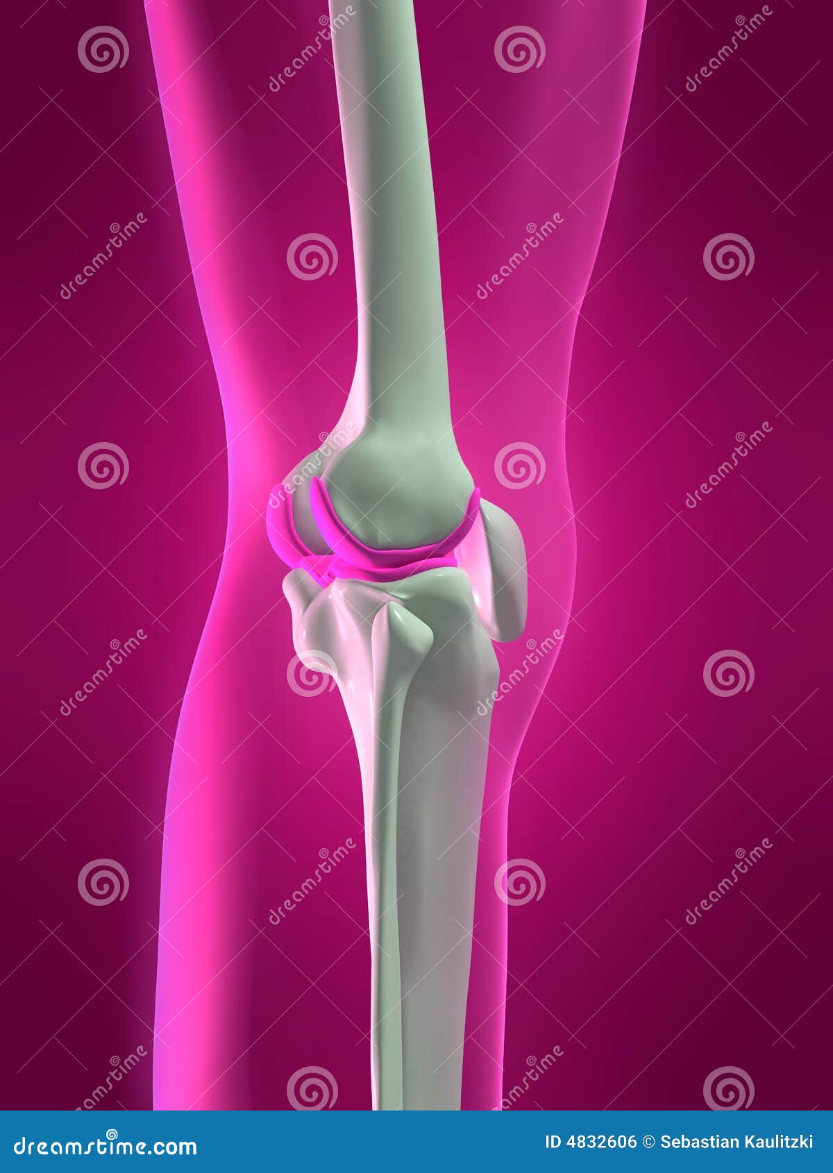 Human skeletal knee stock illustration. Illustration of arthrosis - 4832606