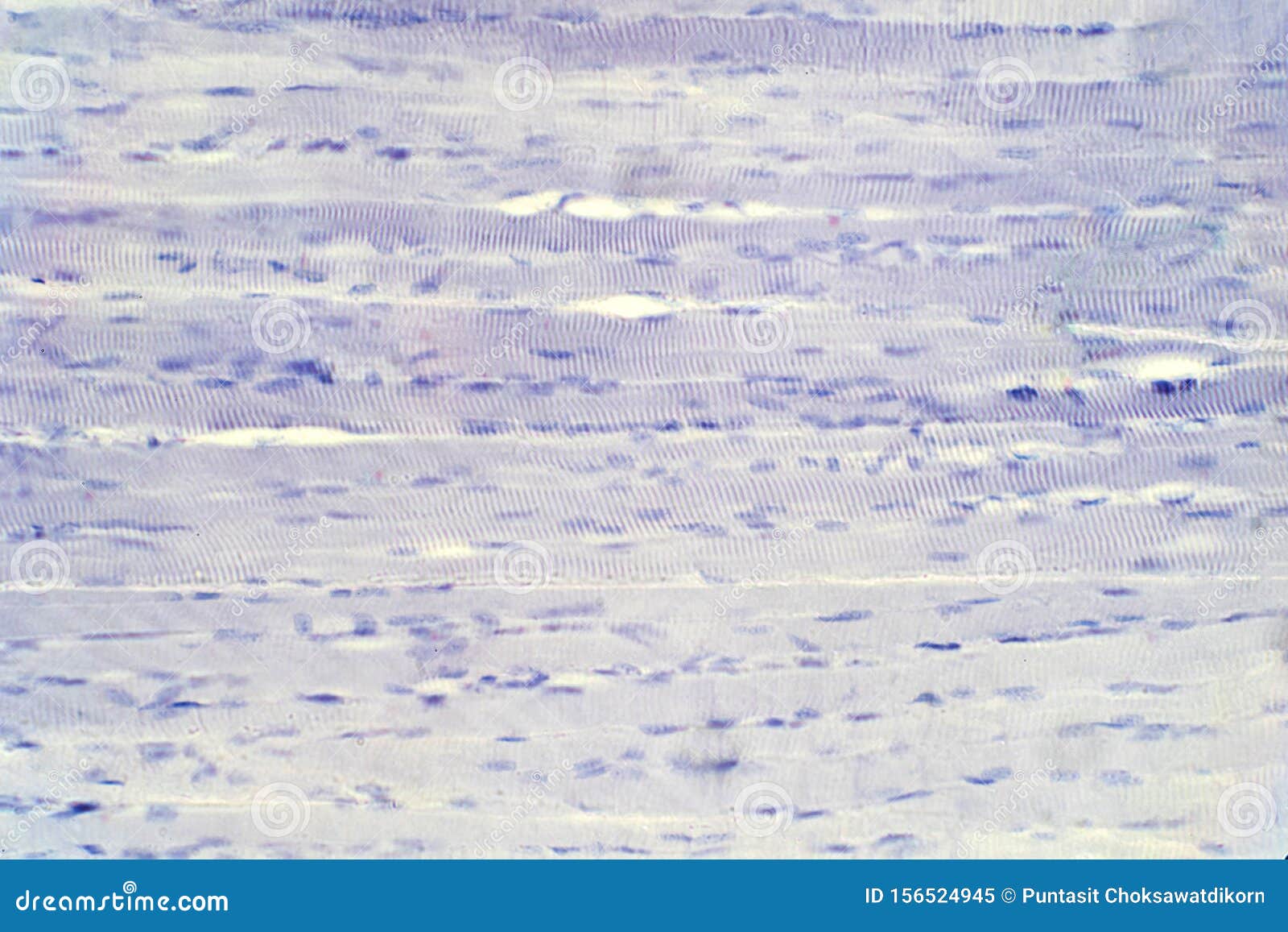 Human Skeletal Muscle Tissue Under Microscope View for Education ...