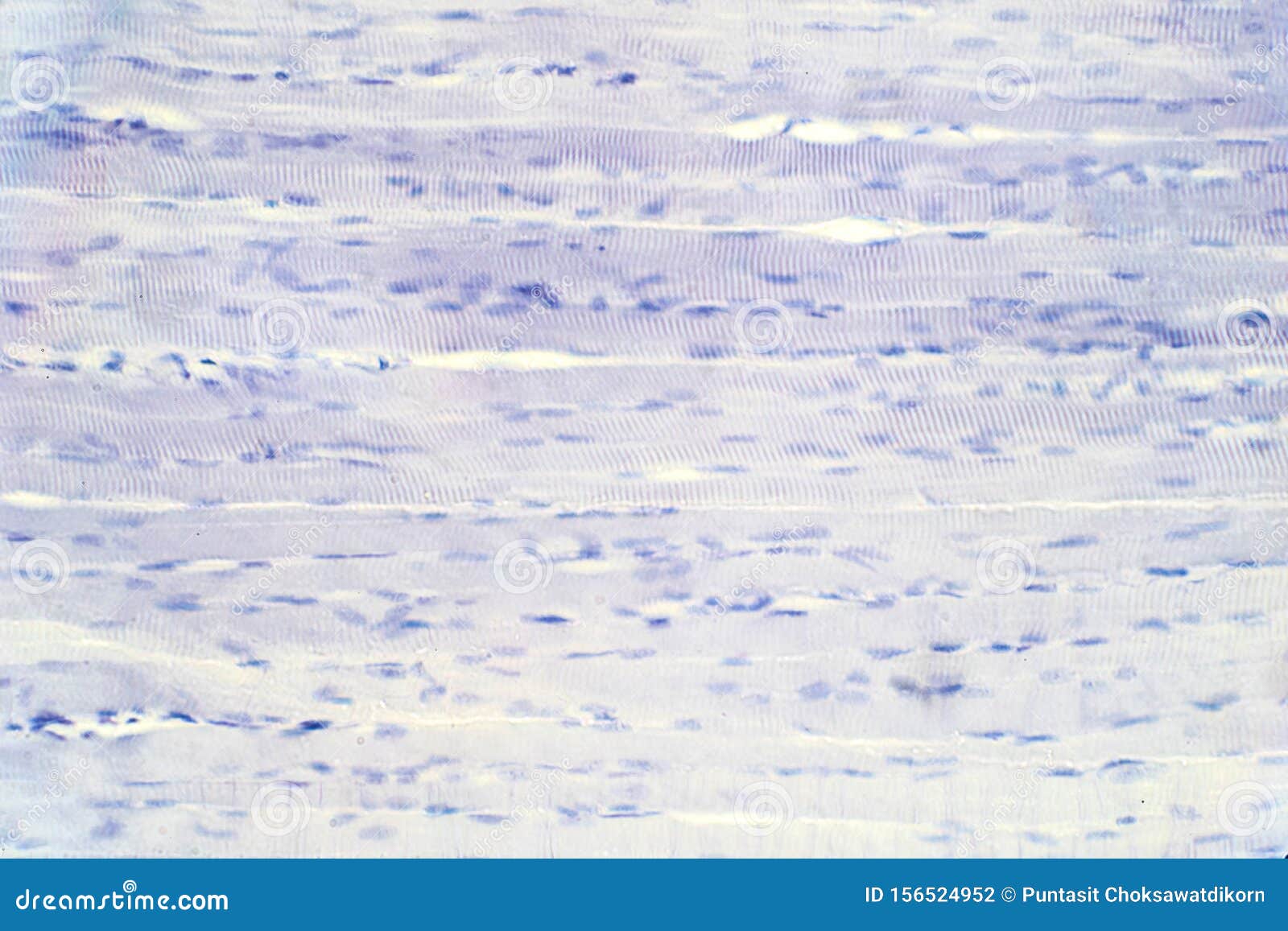 Human Skeletal Muscle Tissue Under Microscope View for Education ...