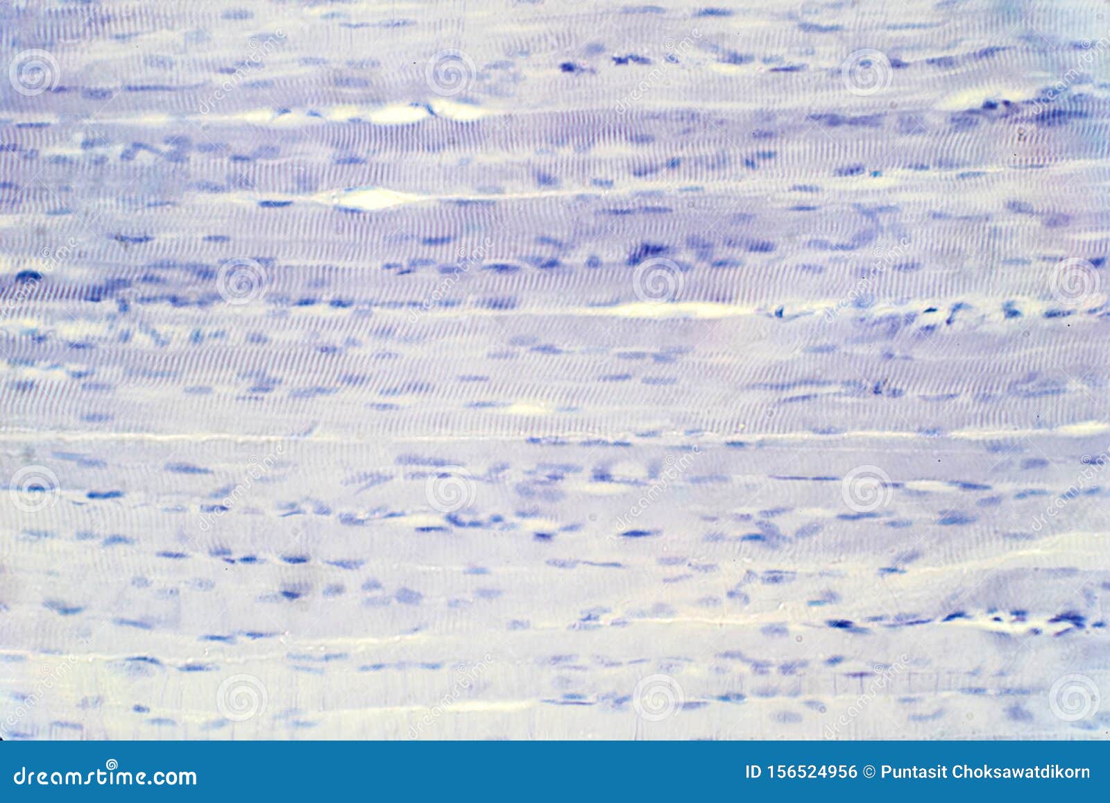Human Skeletal Muscle Tissue Under Microscope View for Education ... Human Skeletal Muscle Tissue Under Microscope View for Education ...