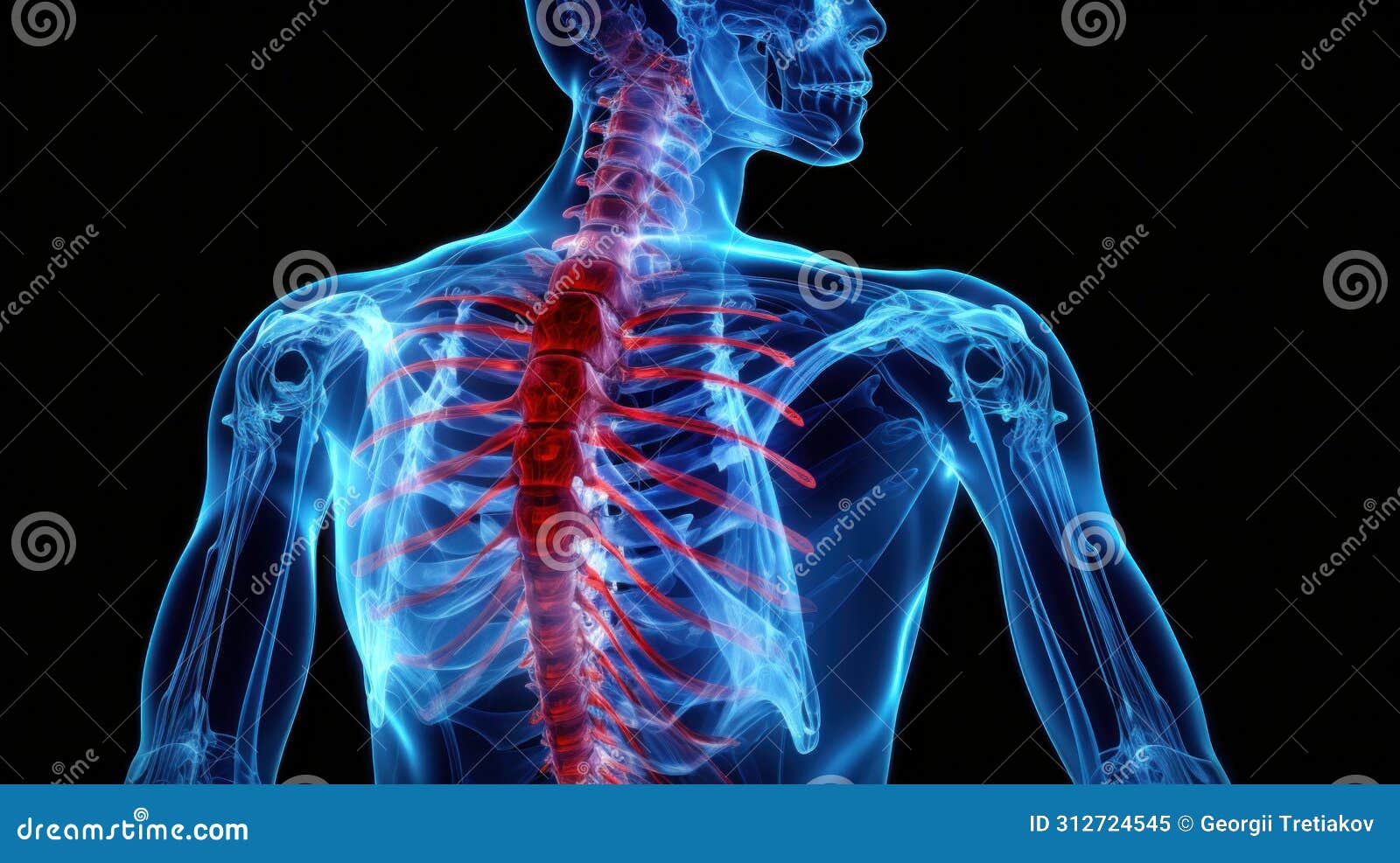 Human Skeletal and Muscular Systems Anatomy Stock Illustration ...
