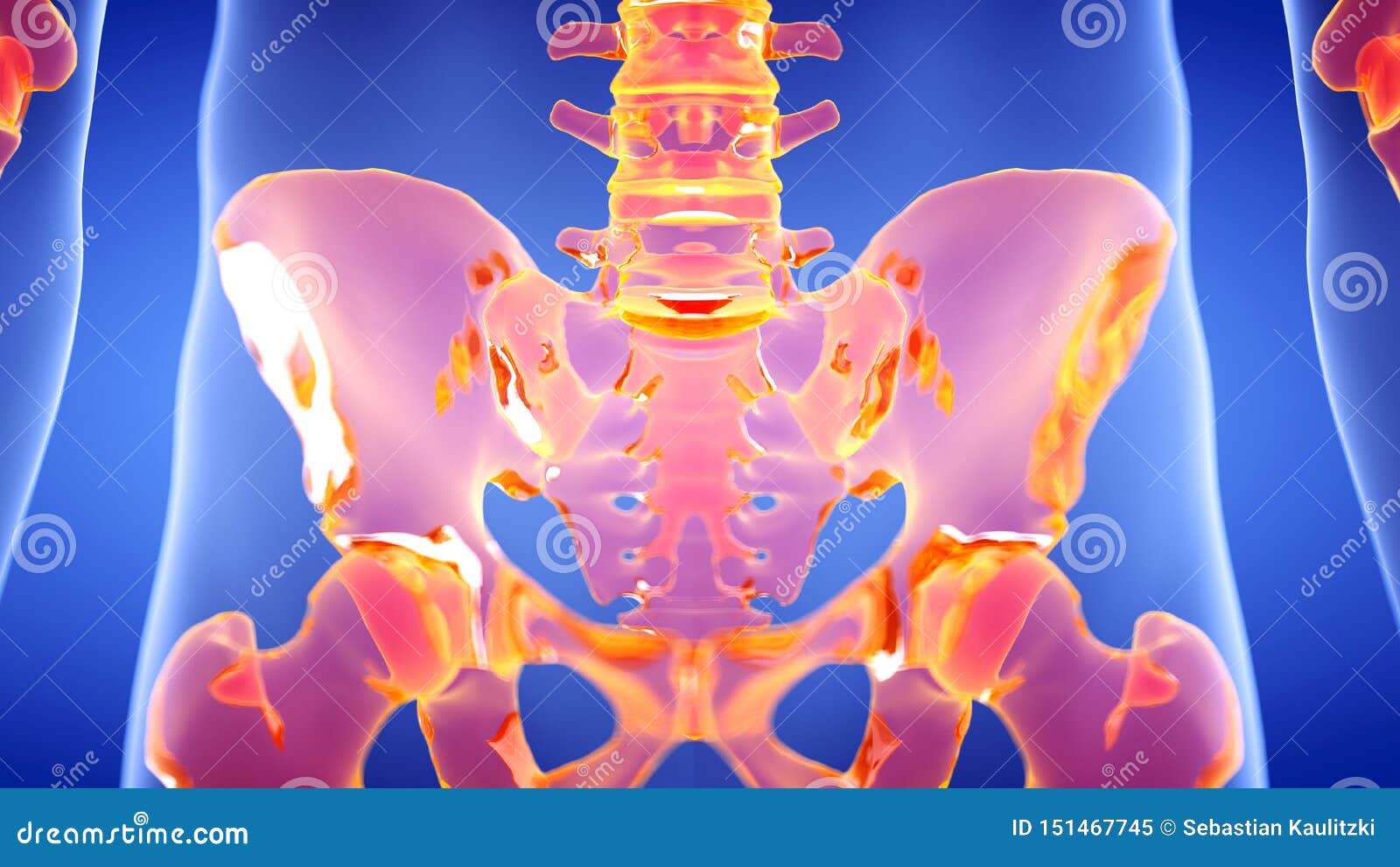 The human skeletal sacrum stock illustration. Illustration of ...