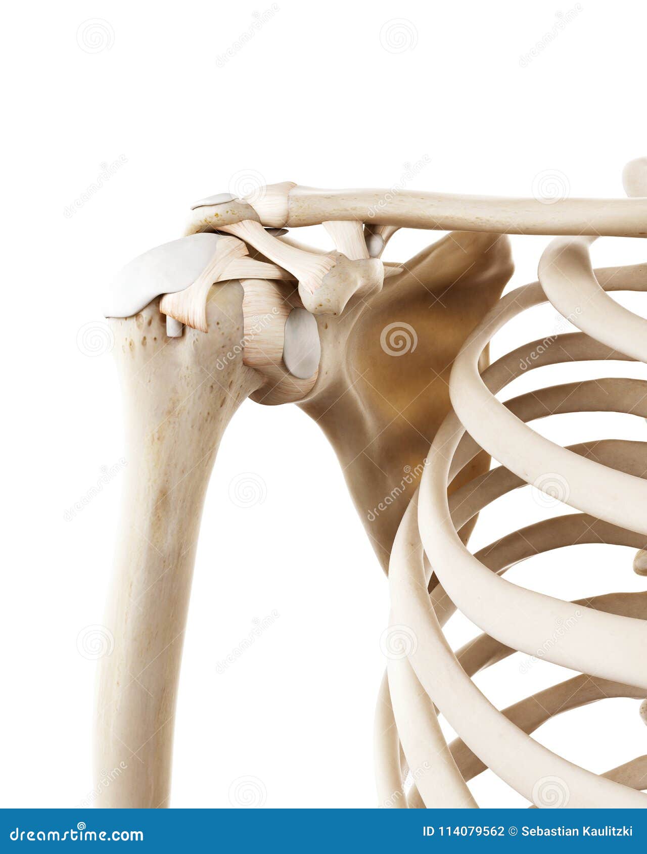The Human Skeletal Shoulder Stock Illustration - Illustration of ...