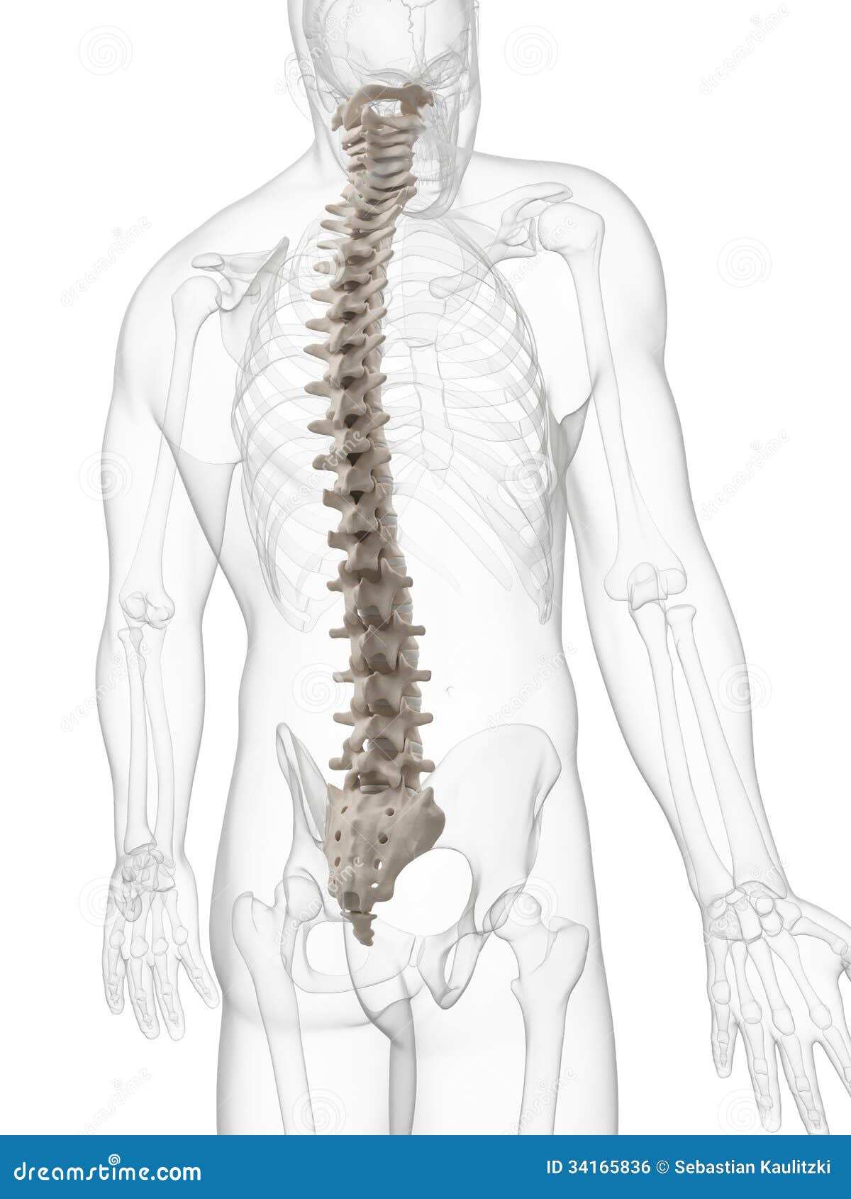 Human skeletal spine stock illustration. Illustration of rendering ...