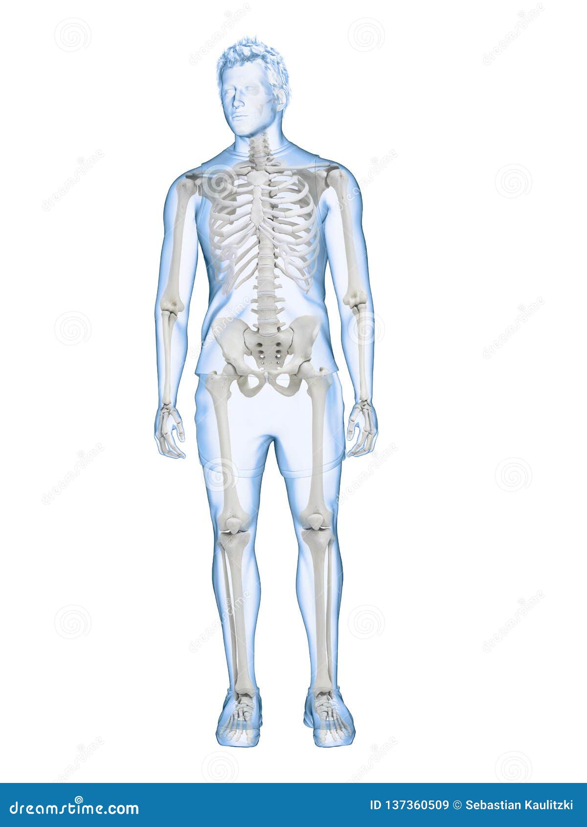 The Human Skeletal System Royalty-Free Cartoon | CartoonDealer.com ...