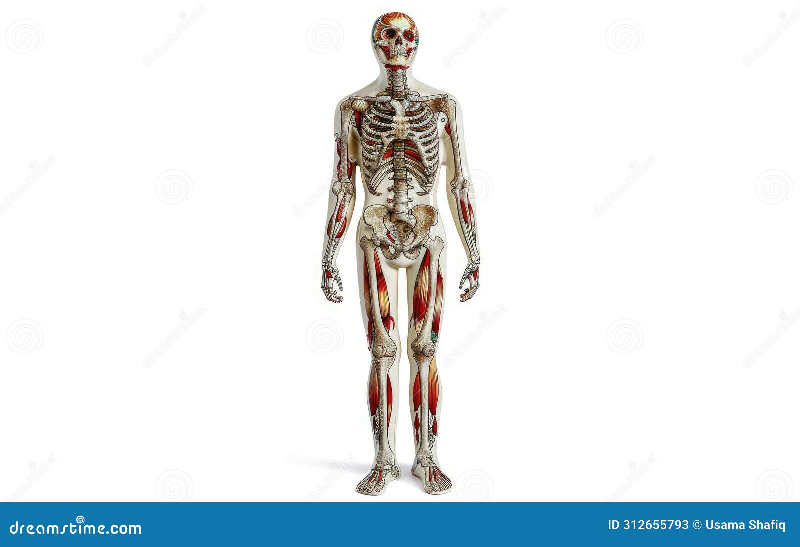 Human Skeletal System Isolated on White Background, Stock Image - Image ...