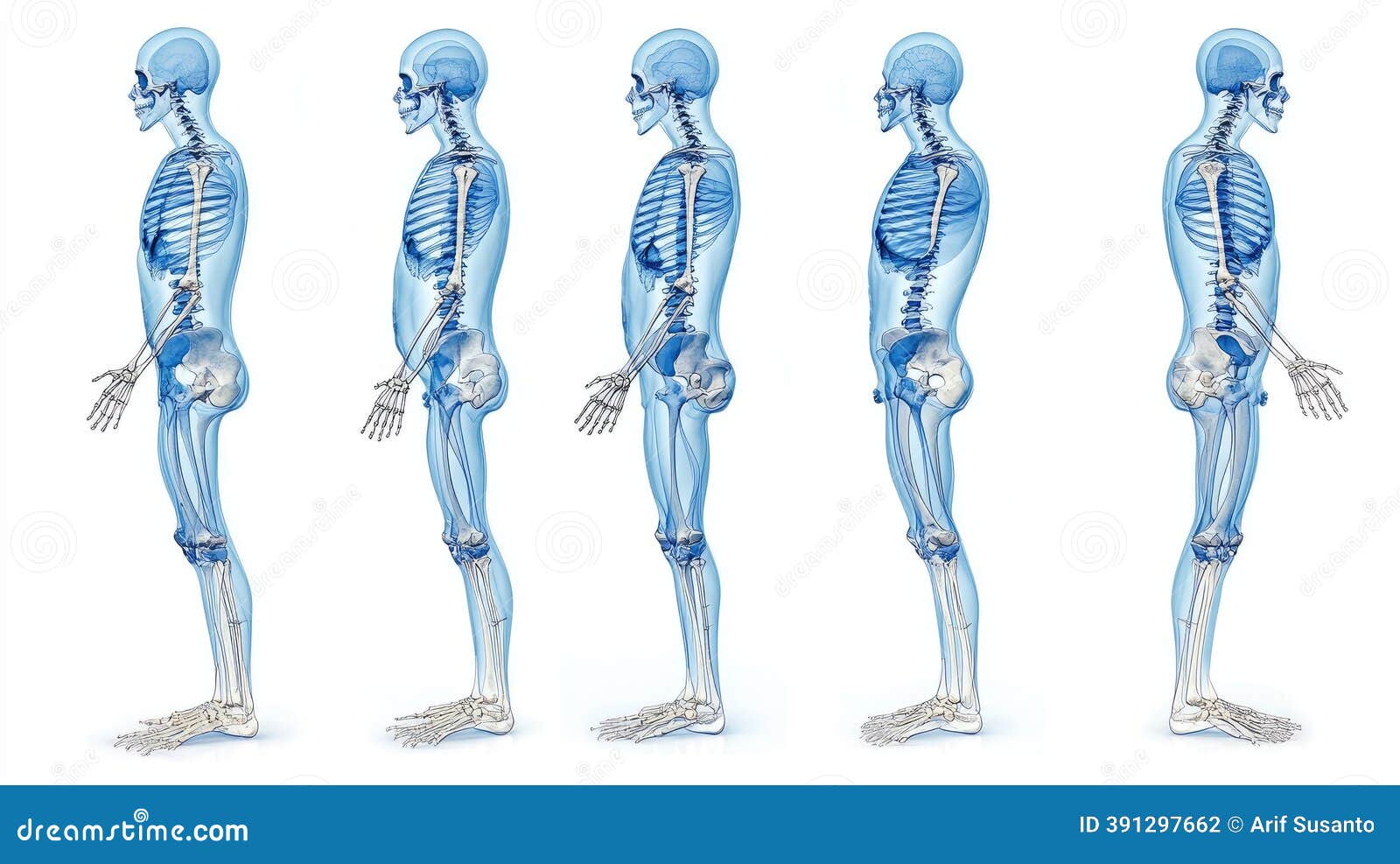 Types Of Vertebrae And Cervical, Thoracic And Lumbar Division Outline ...