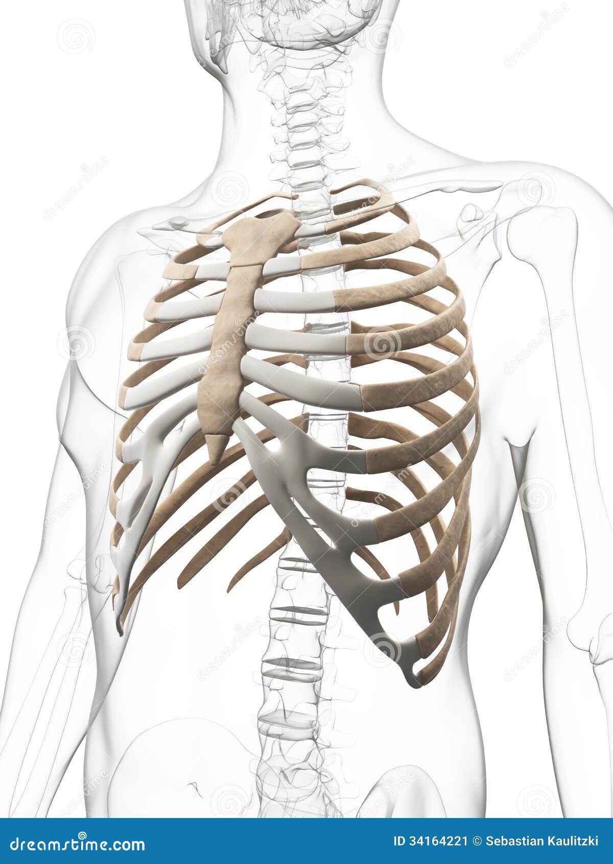 The Thorax Royalty-Free Cartoon | CartoonDealer.com #57843479