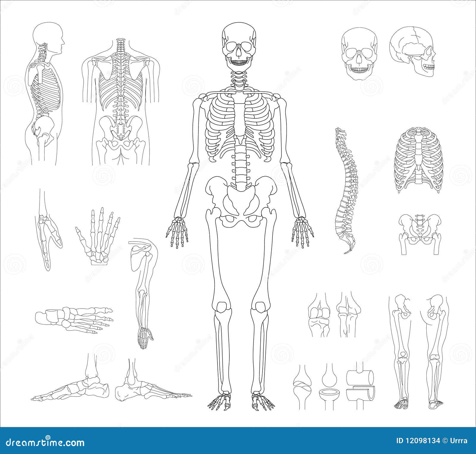 Human skeleton stock vector. Illustration of anatomy - 12098134