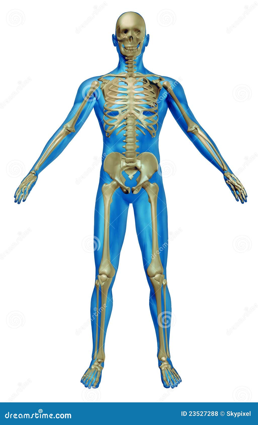 Human Skeleton stock illustration. Illustration of body - 23527288
