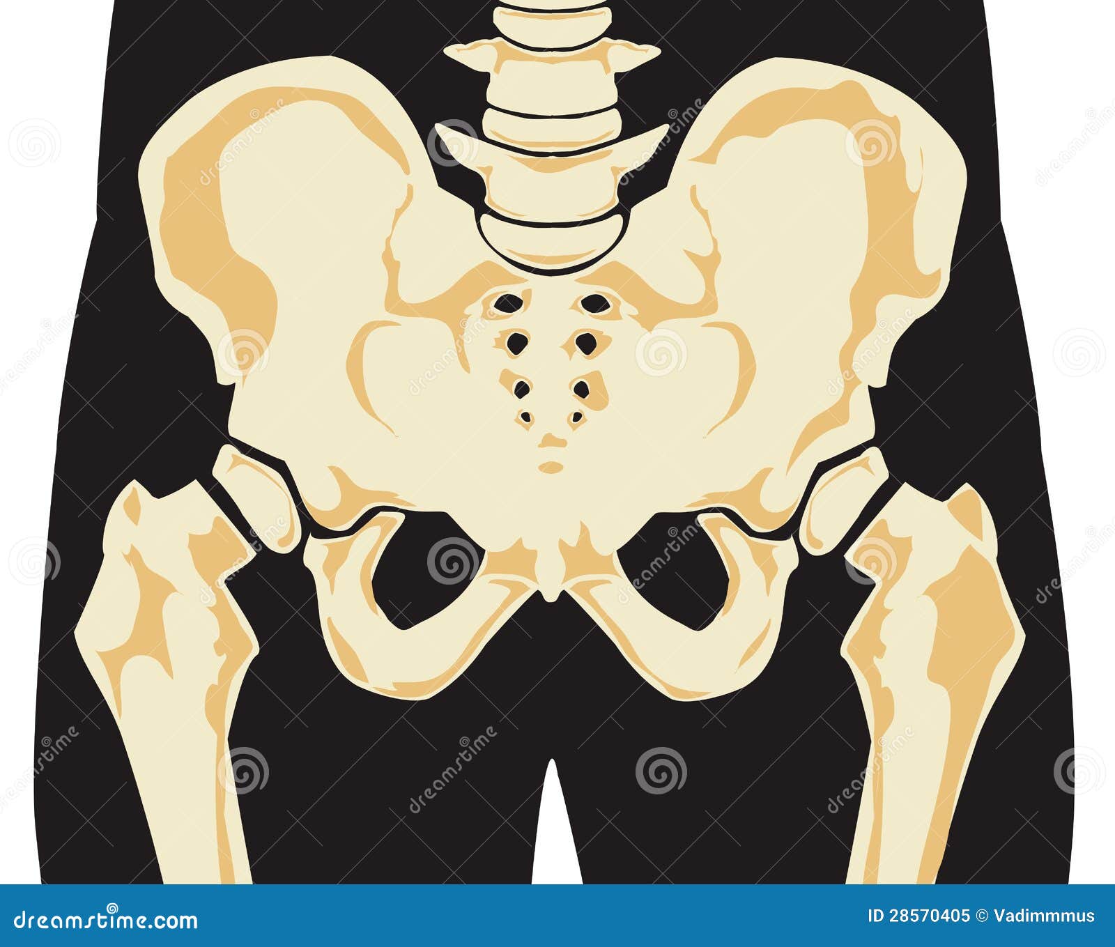 Anatomy Pelvis And Thorax, Medical Illustration On White Background ...