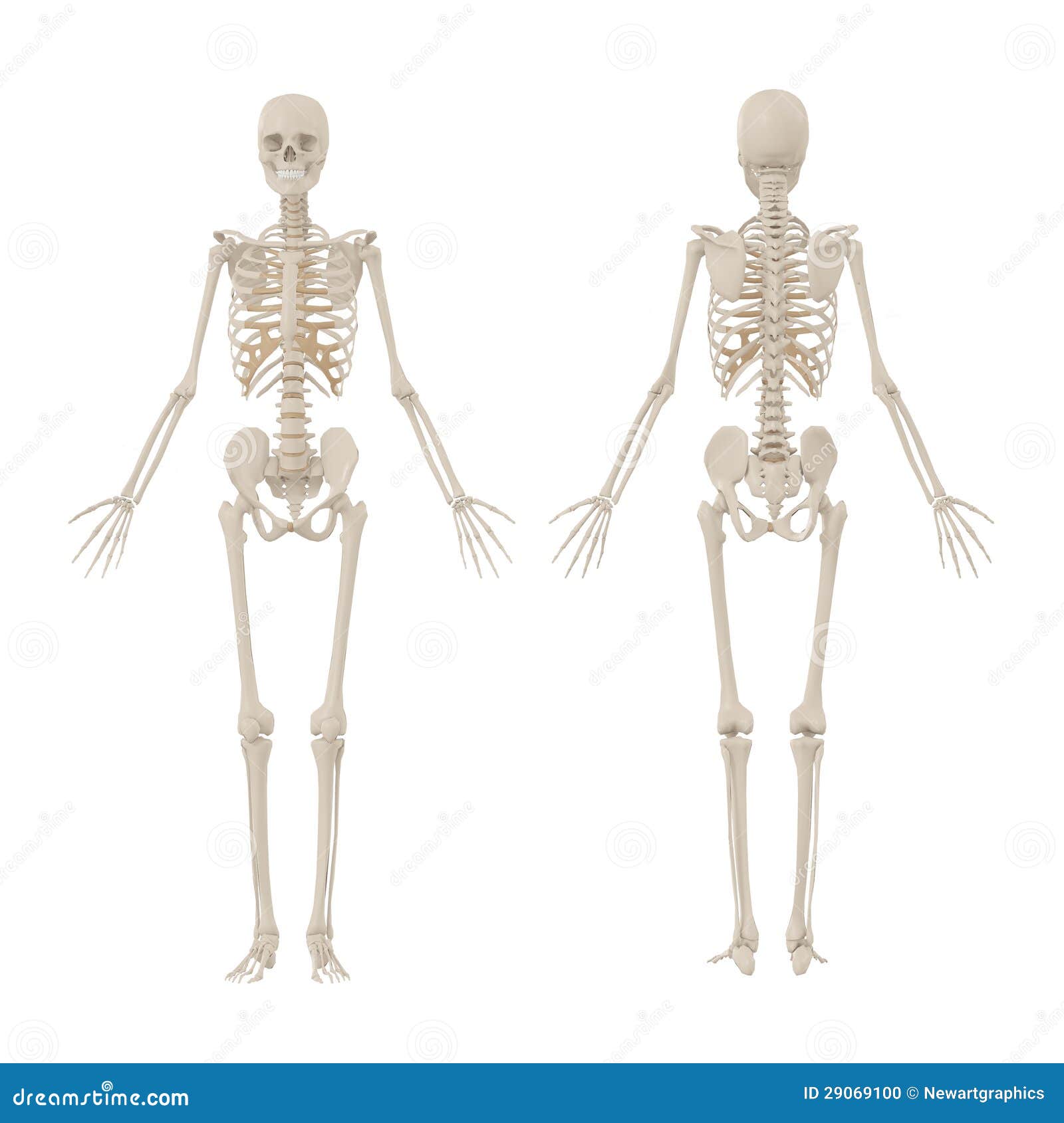 Human Skeleton stock illustration. Illustration of abstract - 29069100