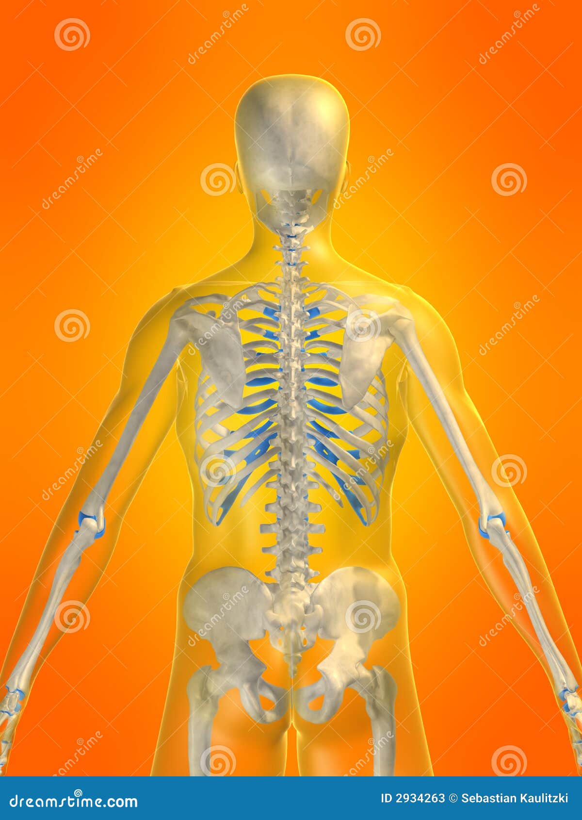 Human skeleton stock illustration. Illustration of biological - 2934263