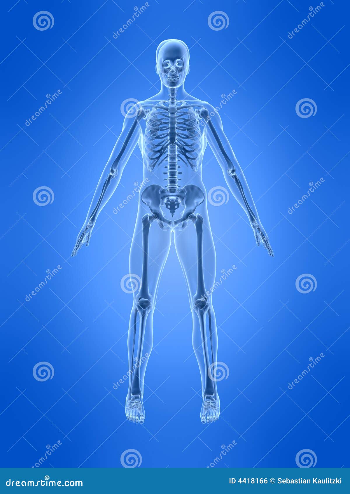 Human skeleton stock illustration. Illustration of xray - 4418166