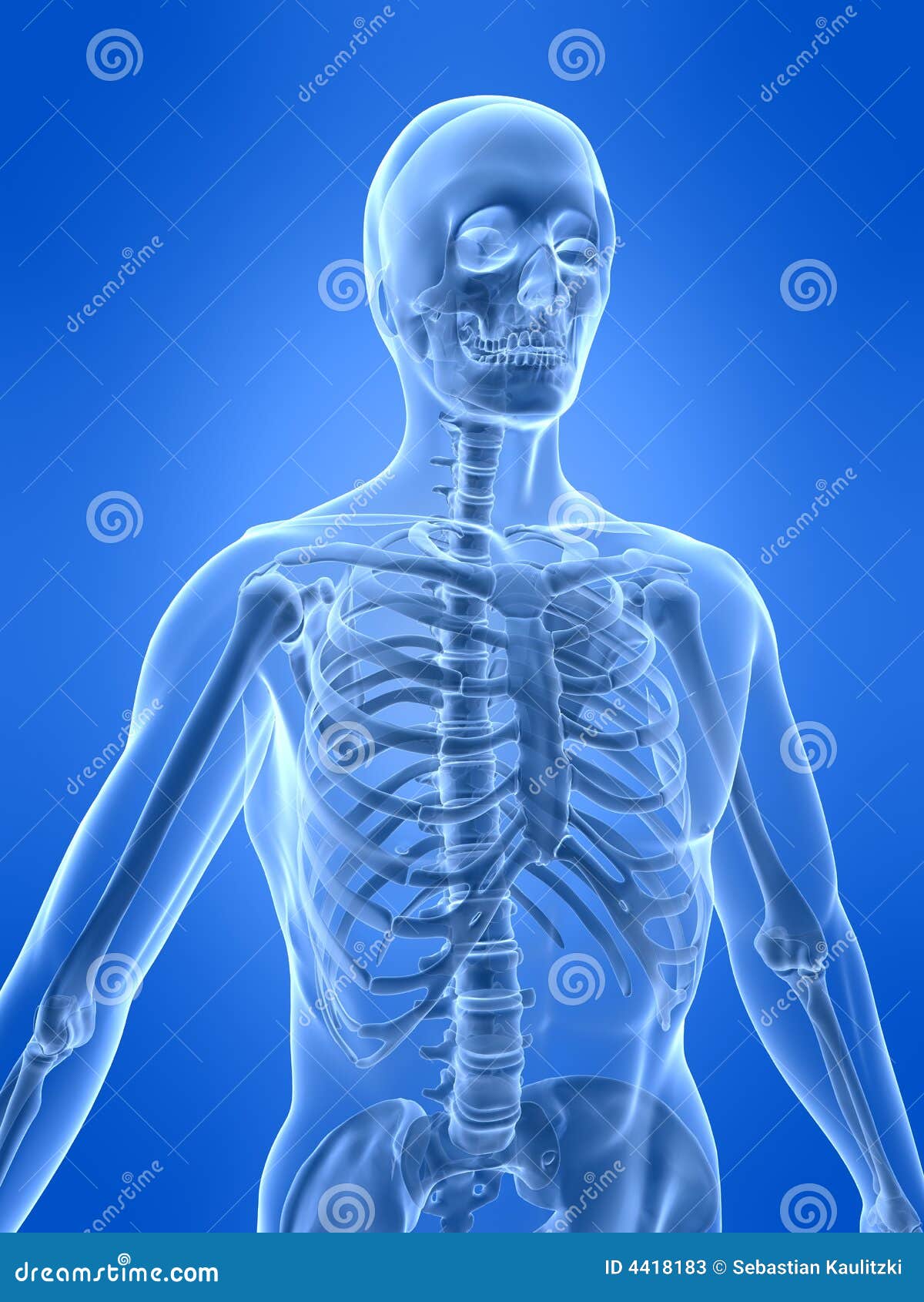 Human skeleton stock illustration. Illustration of spine - 4418183