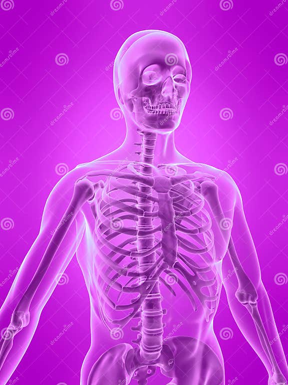 Human Skeleton Stock Illustration Illustration Of Torso 4831585