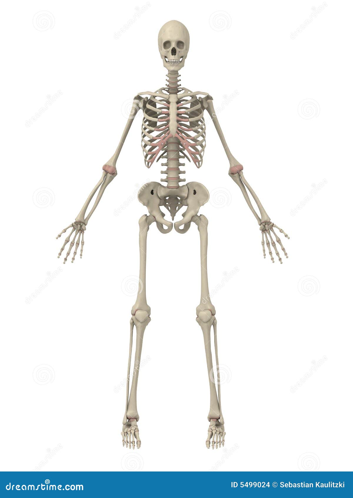 Evolution Of Human Skeleton