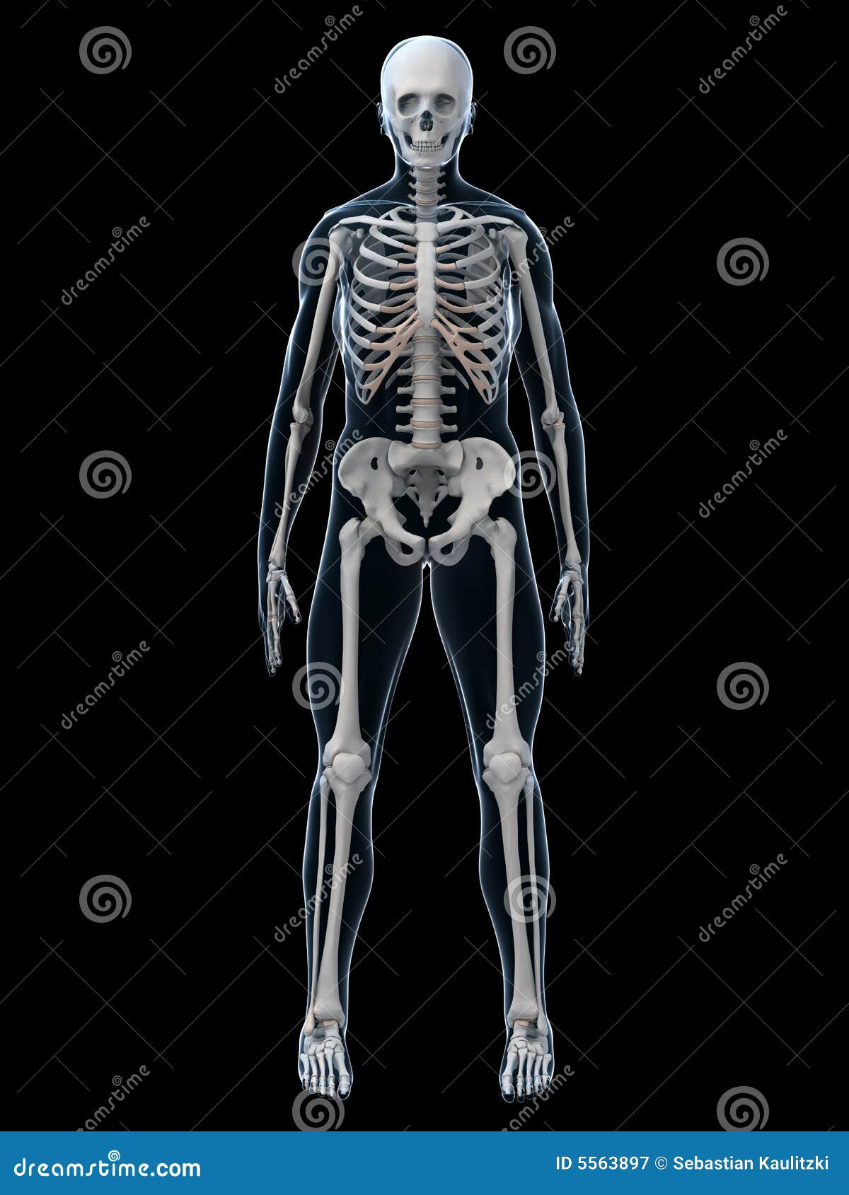 Human skeleton stock illustration. Illustration of medical - 5563897