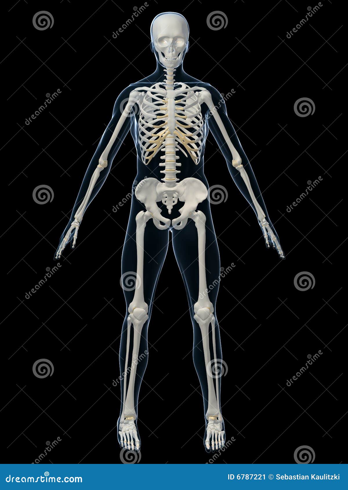 Human Skeleton Chest Bones Isolated On White Background. Back View. Rib ...