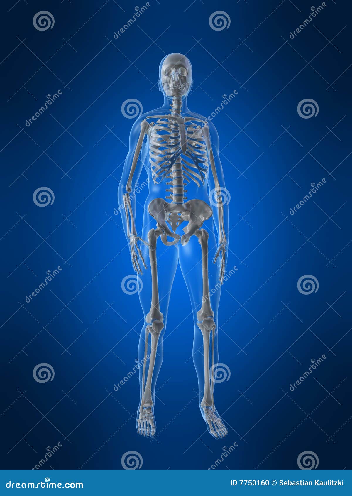 Human skeleton stock illustration. Illustration of blue - 7750160