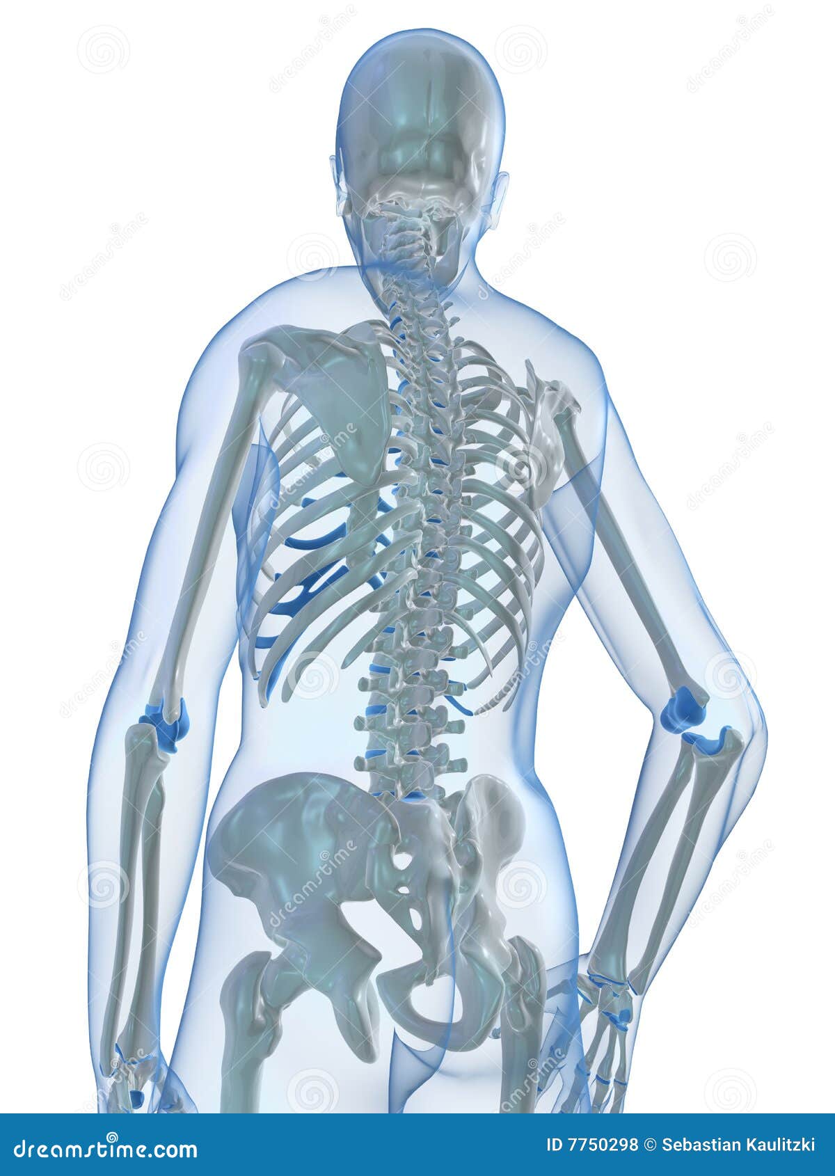 Human skeleton stock illustration. Illustration of anatomy - 7750298