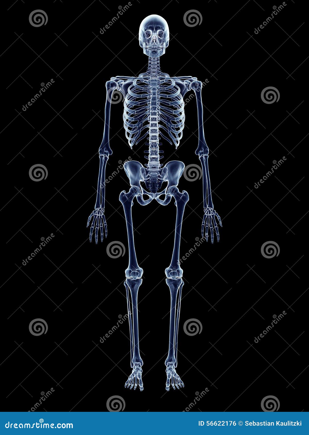 The human skeleton stock illustration. Illustration of medical - 56622176