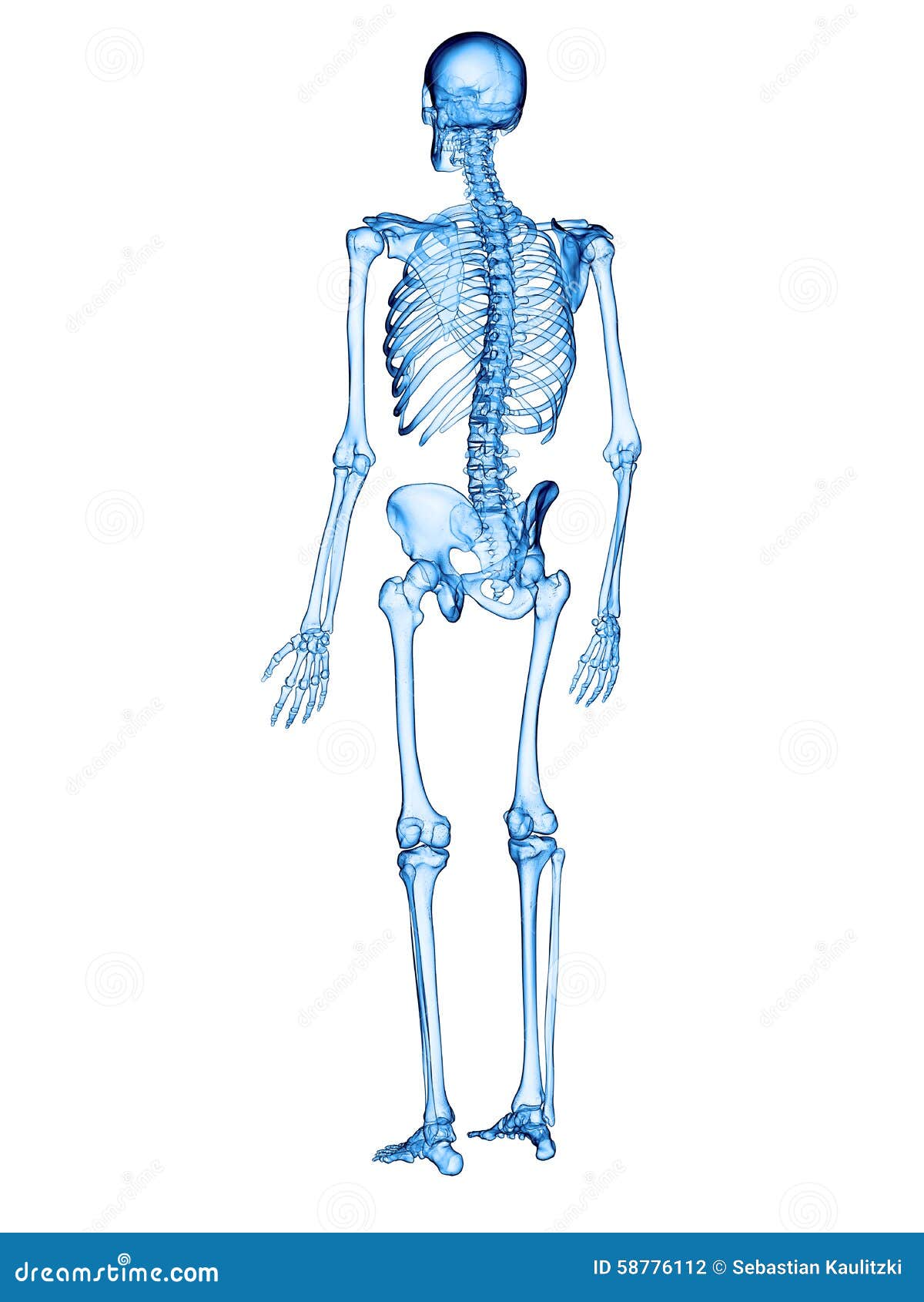 The human skeleton stock illustration. Illustration of anatomy - 58776112