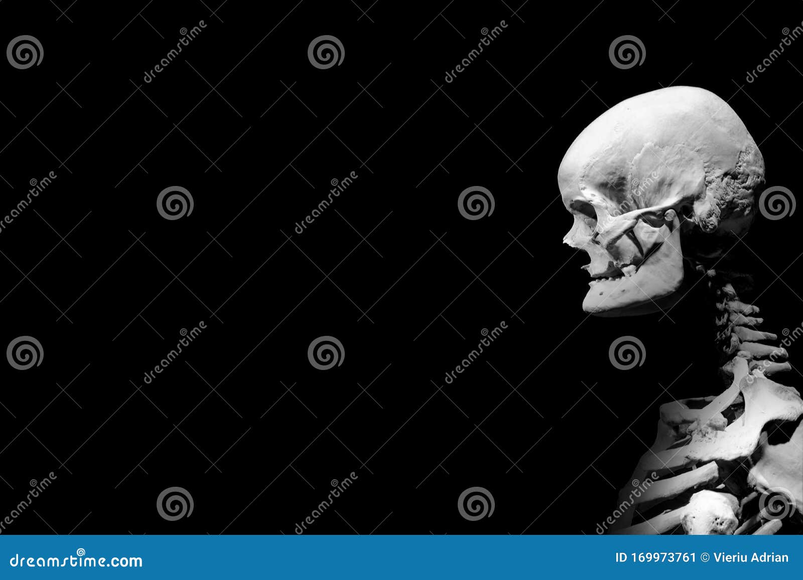 Human Skeleton Anatomical Death Abstract Isloated Horror Stock Image ...