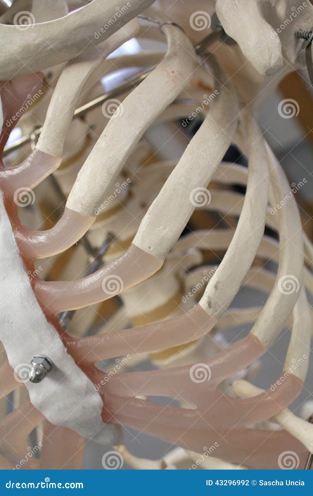 Human Skeleton Anatomical Model, Ribs Stock Photo - Image of medical ...