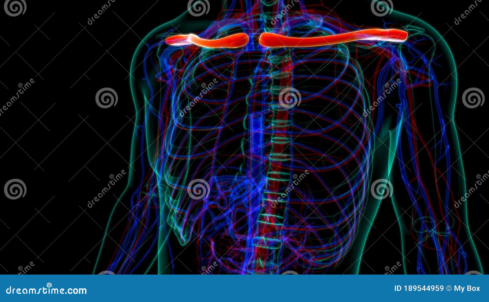 Human Skeleton Anatomy Clavicle Bones 3D Rendering Stock Illustration ...