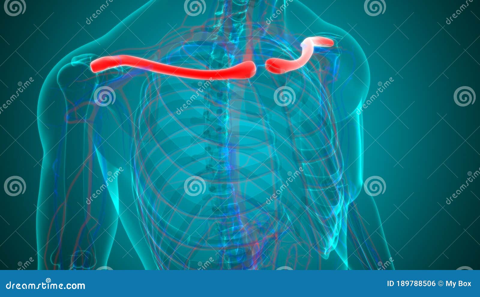 Human Skeleton Anatomy Clavicle Bones 3D Rendering Stock Illustration ...