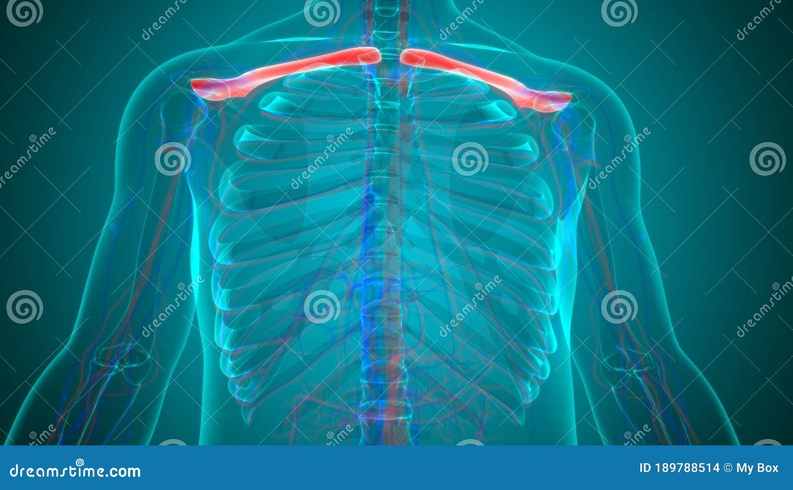 Human Skeleton Anatomy Clavicle Bones 3D Rendering Stock Illustration ...