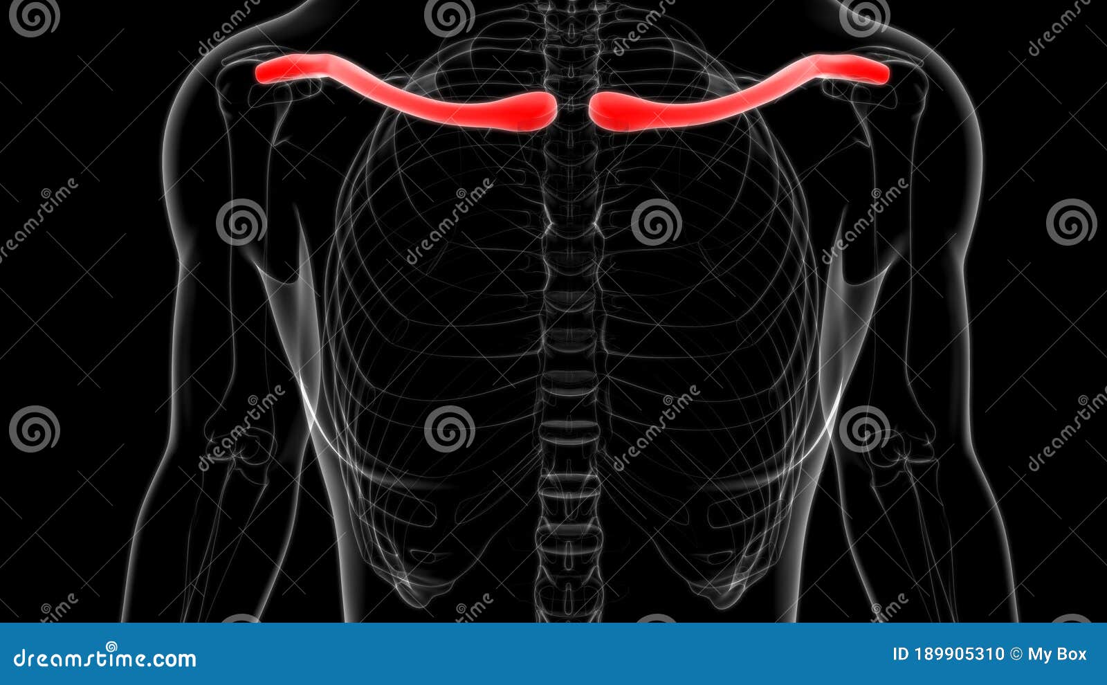 Human Skeleton Anatomy Clavicle Bones 3D Rendering Stock Illustration ...