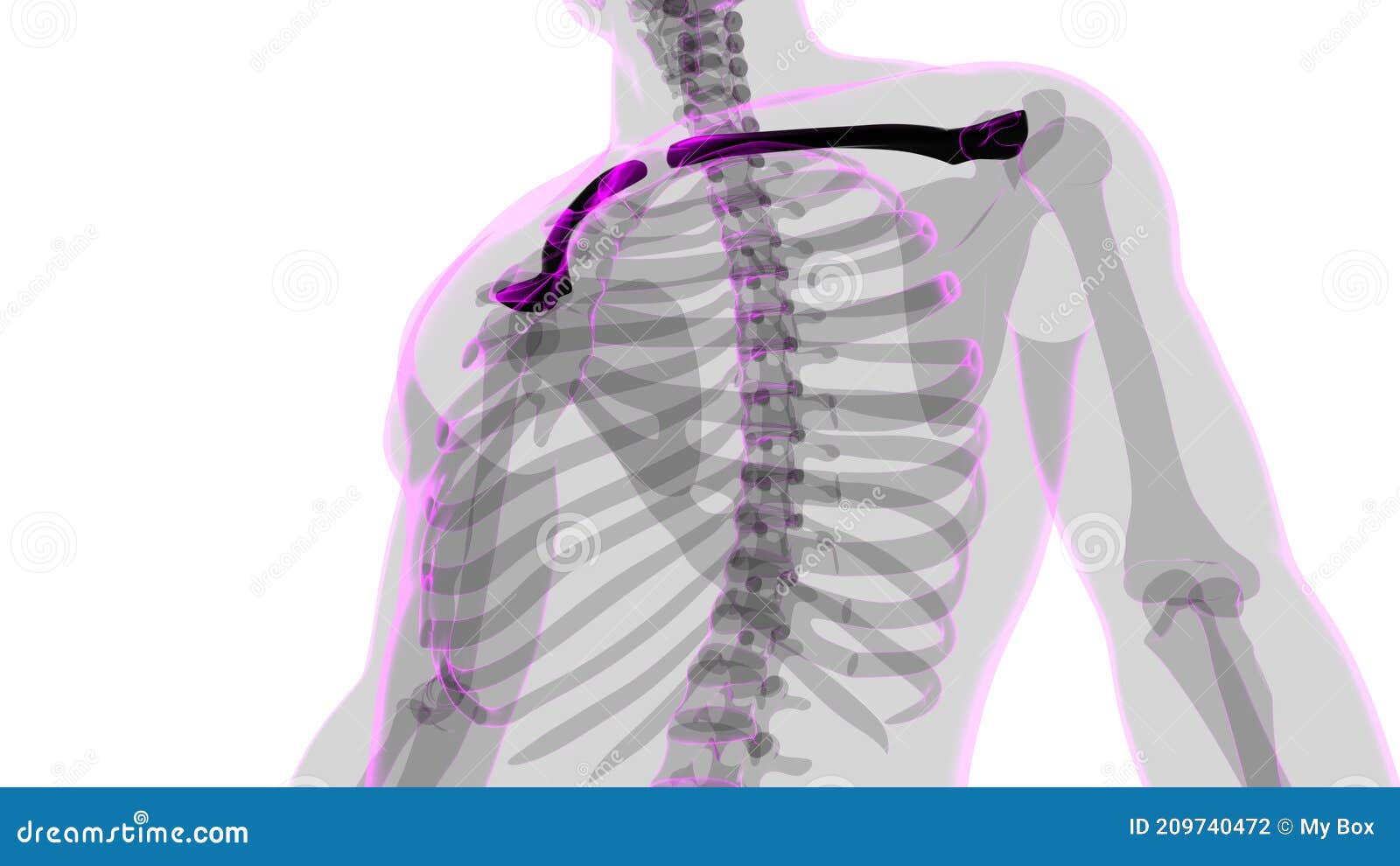 Human Skeleton Anatomy Clavicle Bones 3D Rendering Stock Illustration ...
