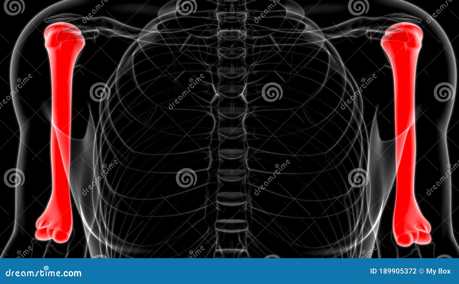 Human Skeleton Anatomy Humerus Bone 3D Rendering Stock Illustration ...