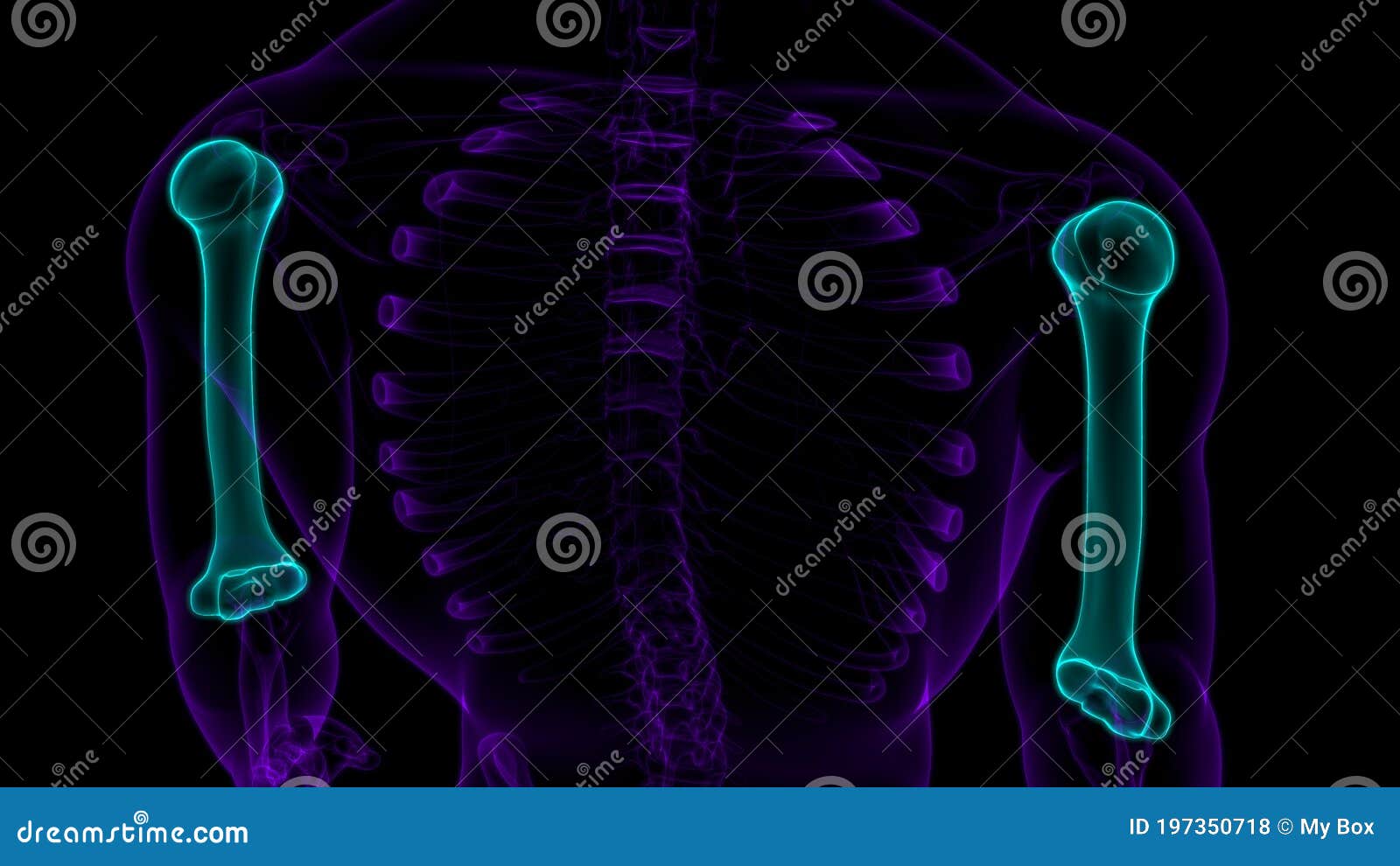 Human Skeleton Anatomy Humerus Bone 3D Rendering Stock Illustration ...