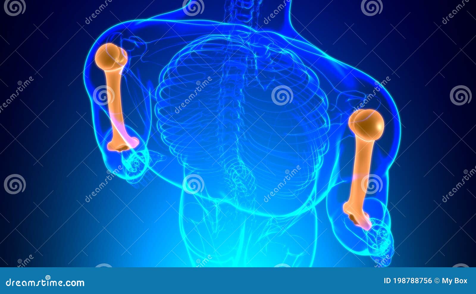 Human Skeleton Anatomy Humerus Bone 3D Rendering Stock Illustration ...