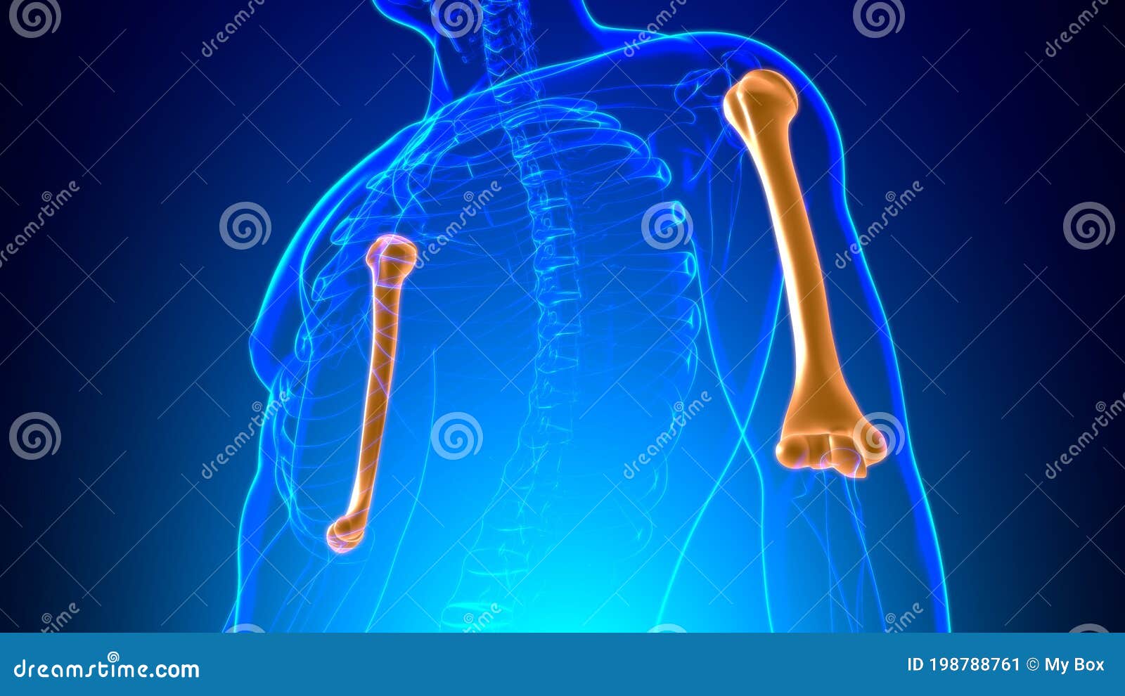 Human Skeleton Anatomy Humerus Bone 3D Rendering Stock Illustration ...