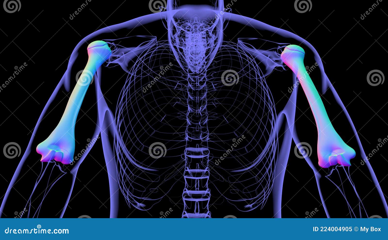 Human Skeleton Anatomy Humerus Bone 3D Rendering Stock Illustration ...