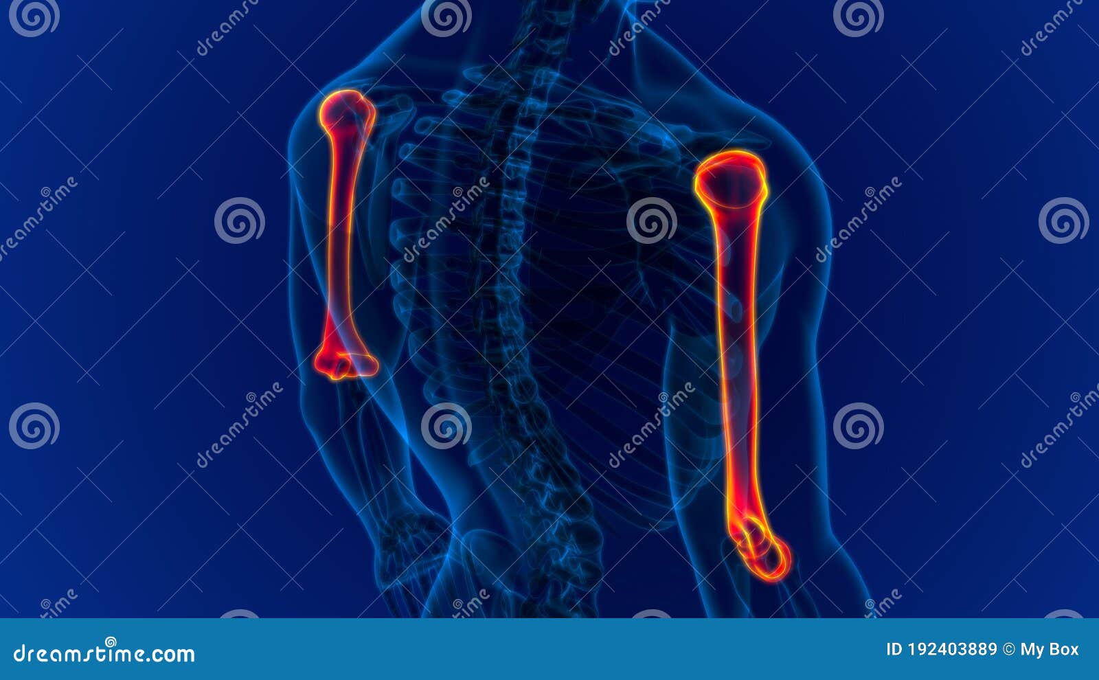Human Skeleton Anatomy Humerus Bone 3D Rendering Stock Illustration ...